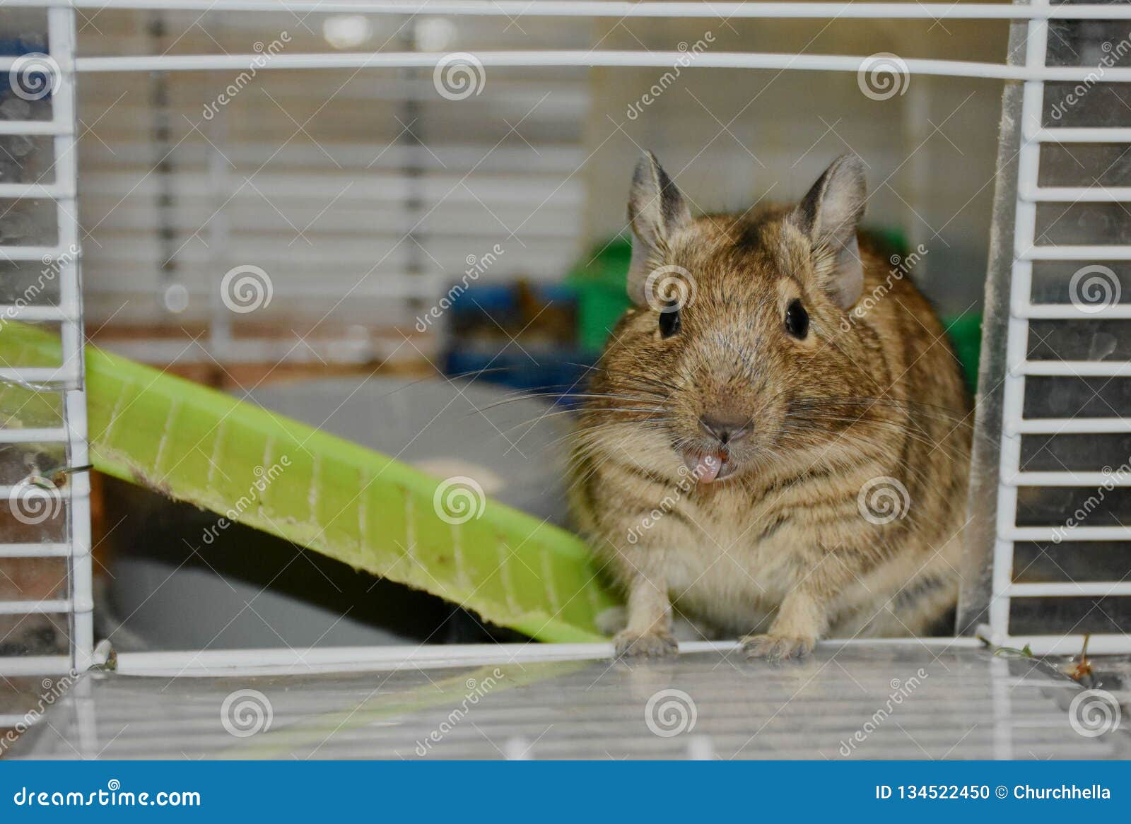 Degu chileno de la ardilla foto de archivo. Imagen de manzanas - 134522450