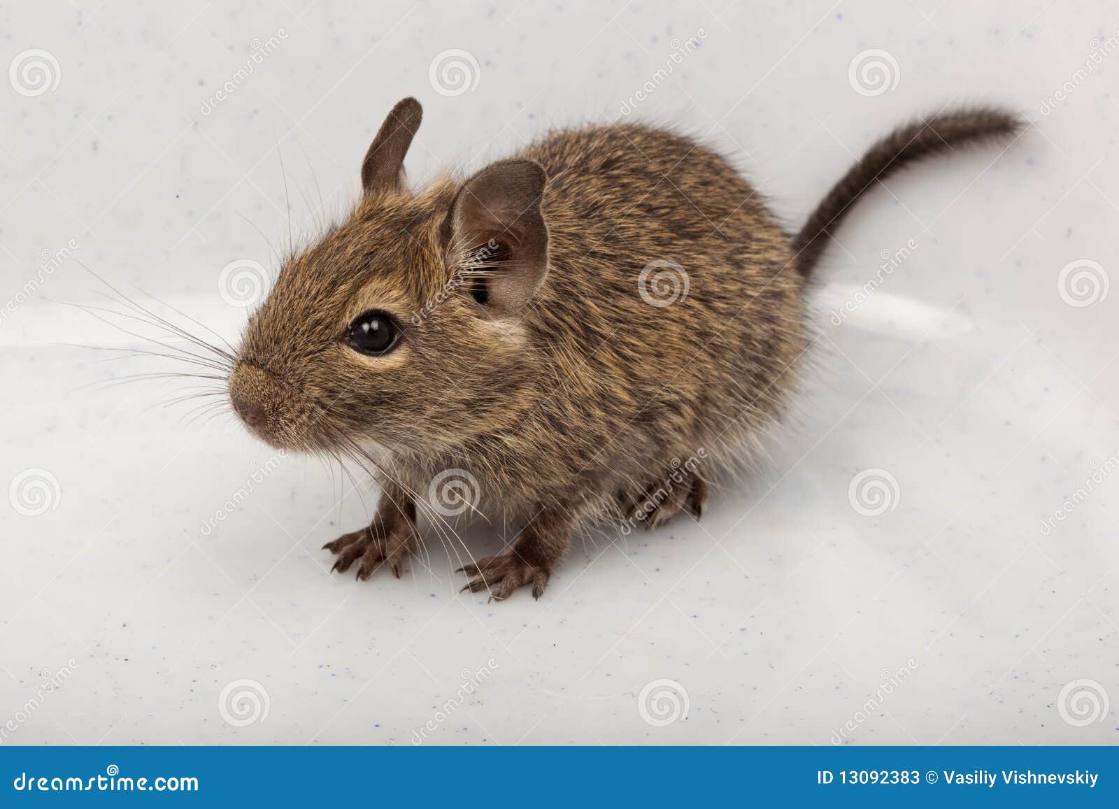 Degu Commun, Rat Balayer-Suivi, Degus D'Octodon Image stock - Image du ...