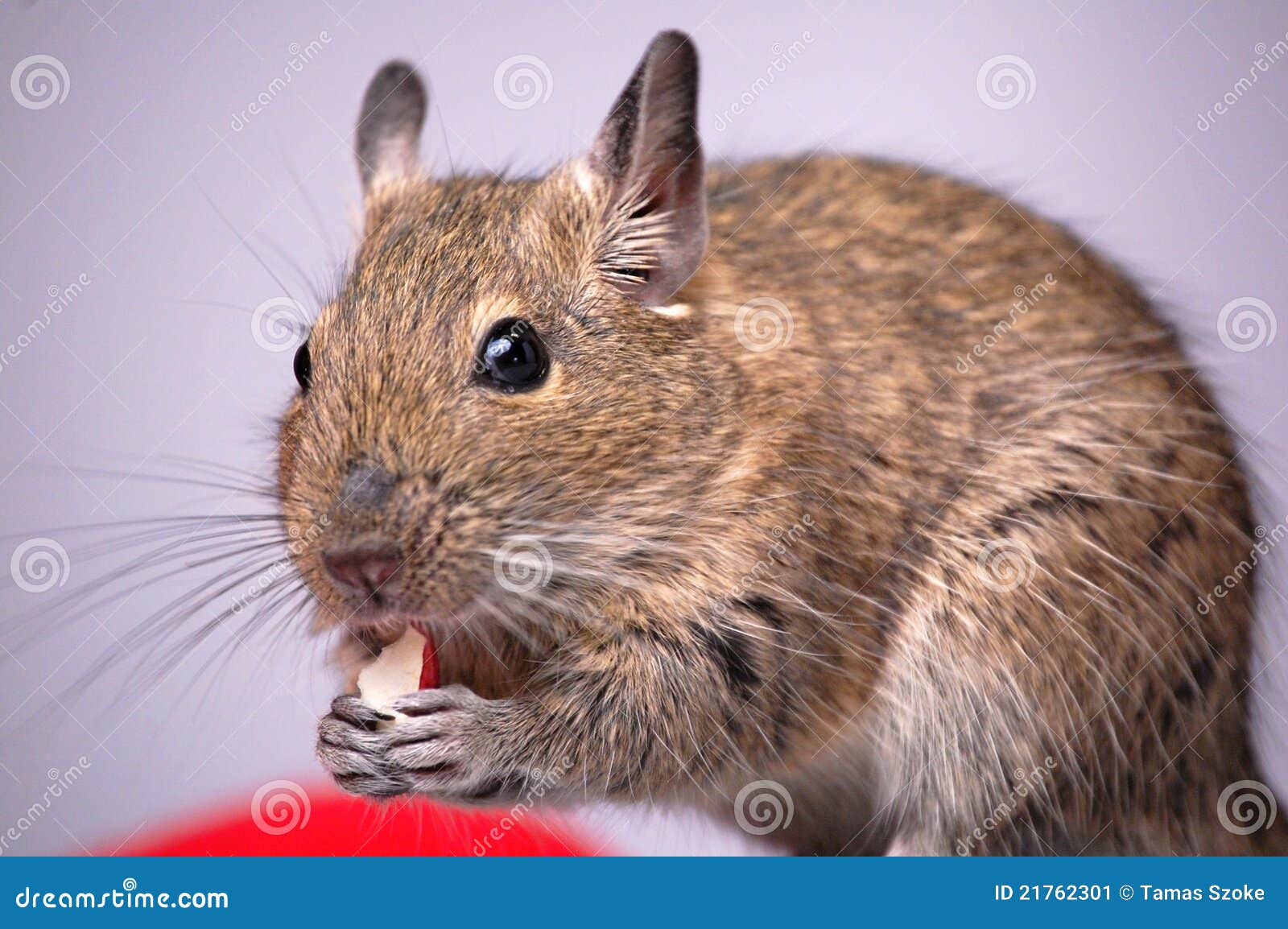 Degu Commun, Rat Balayer-Suivi, Degus D'Octodon Image stock - Image du ...