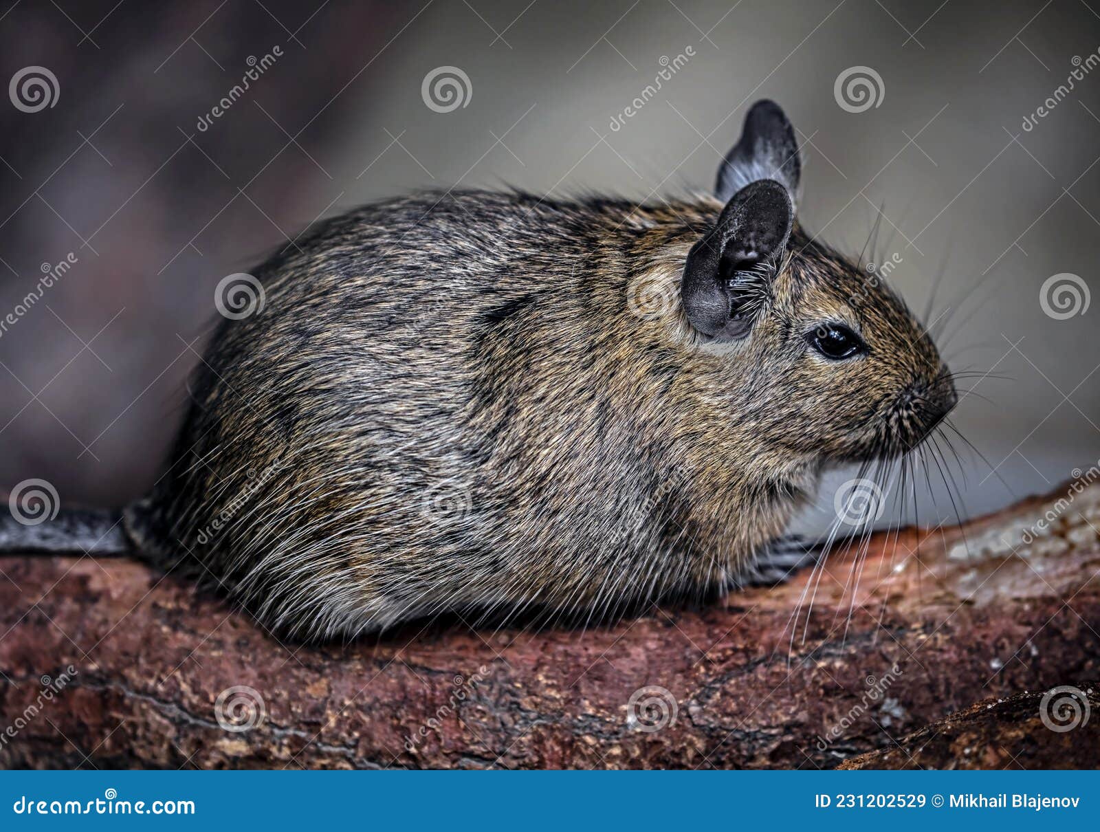 Degu comum imagem de stock. Imagem de pimenta, américa - 231202529