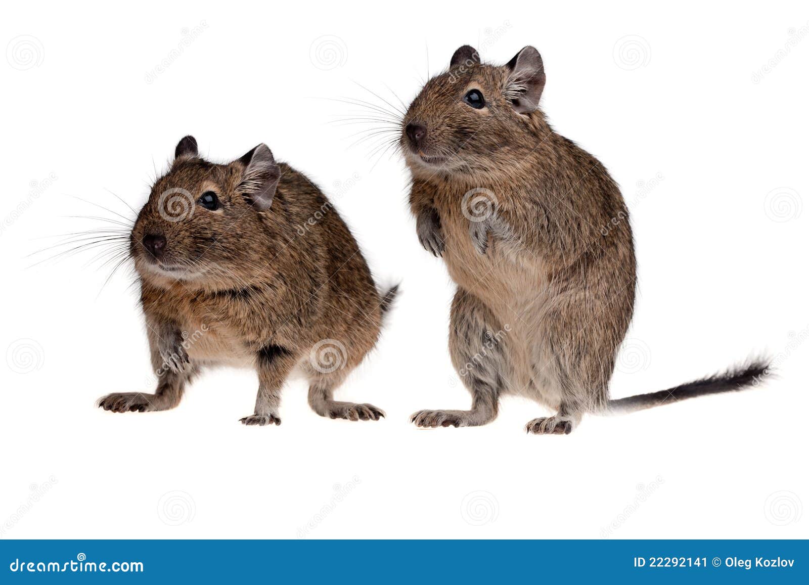 Degu de deux rongeurs image stock. Image du américain - 22292141