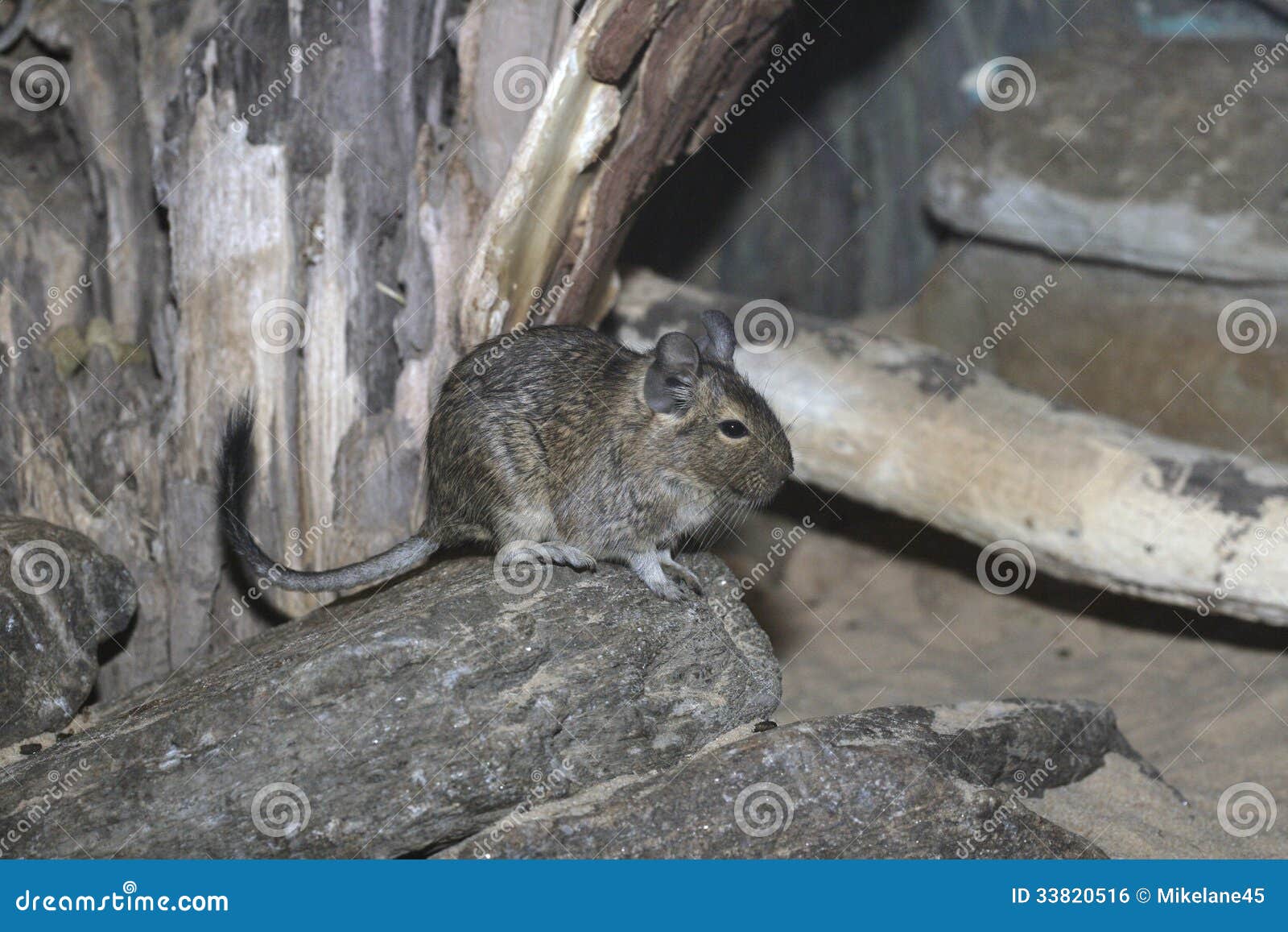 Degu, degus di Octodon fotografia stock. Immagine di nave - 33820516