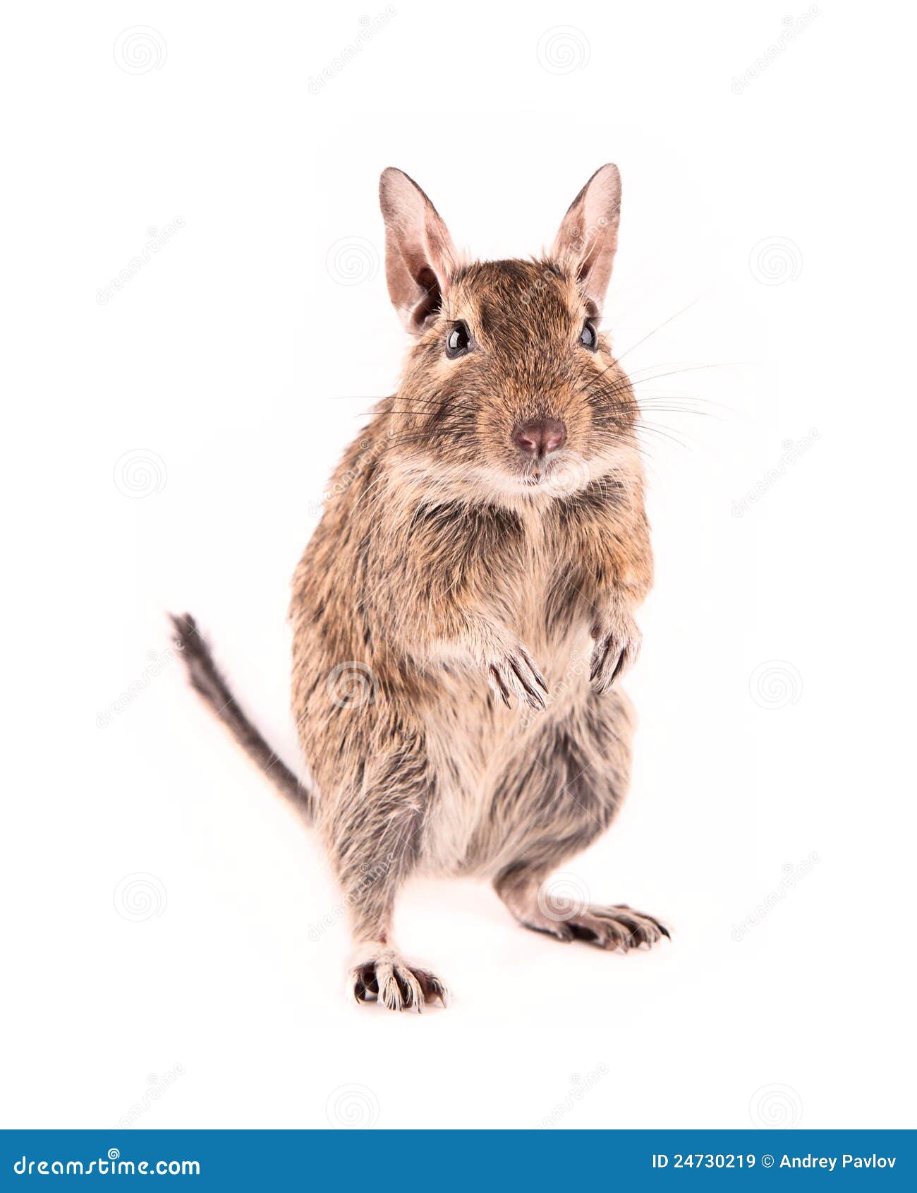 Degu isolated stock image. Image of front, brown, closeup - 24730219