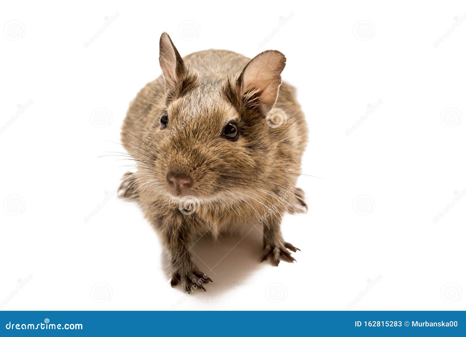 Degu Isolated on White Background Stock Image - Image of closeup ...