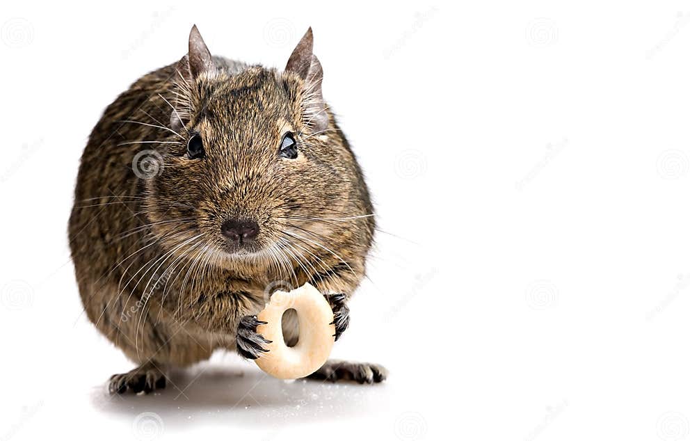 Degu mouse gnawing bake stock image. Image of funny, full - 46594809