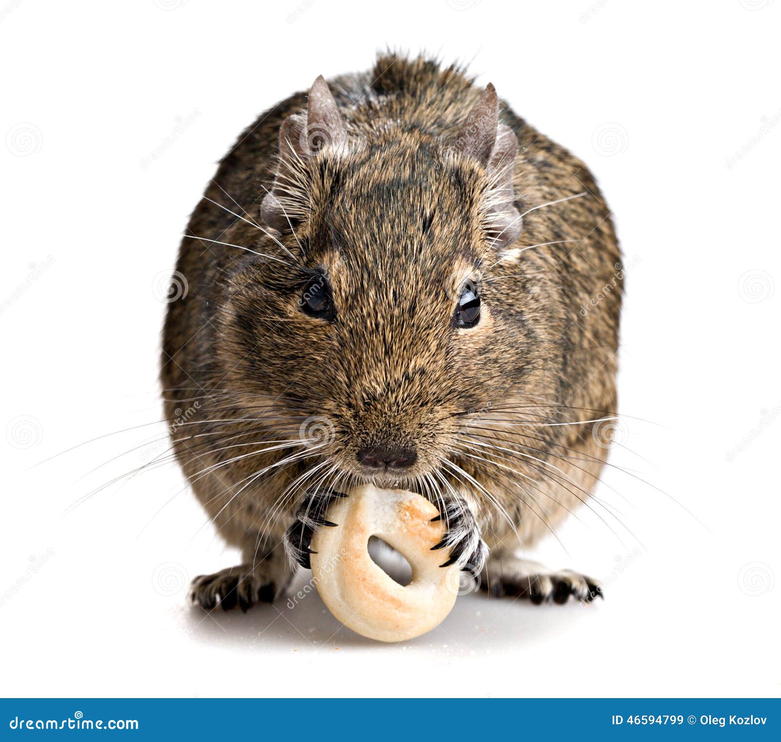 Degu mouse gnawing baking stock image. Image of fodder - 46594799