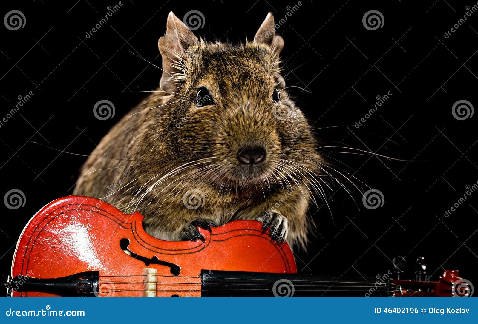 Degu mouse musician stock photo. Image of hairy, domestic - 46402196