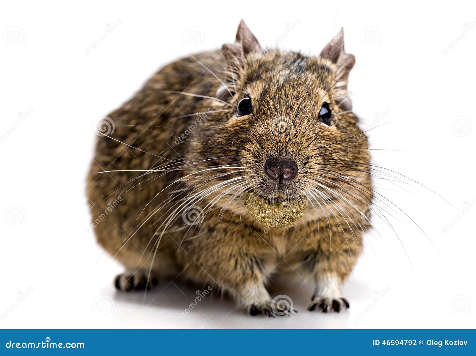 Degu Mouse with Pet Food in the Mouth Stock Photo - Image of cute ...