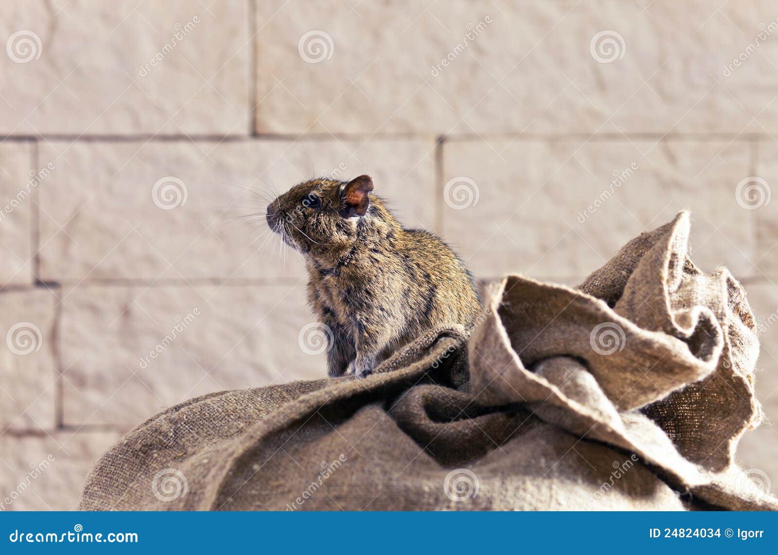 Degu (Octodon degus) stock photo. Image of rodent, brown - 24824034
