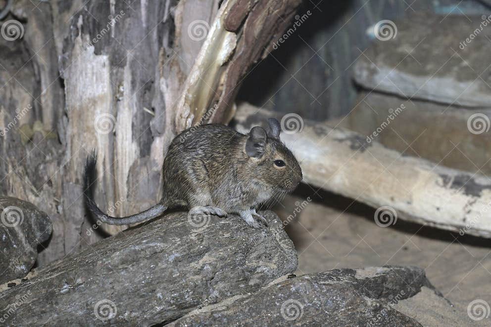 Degu, Octodon degus stock photo. Image of mammal, animal - 33820516