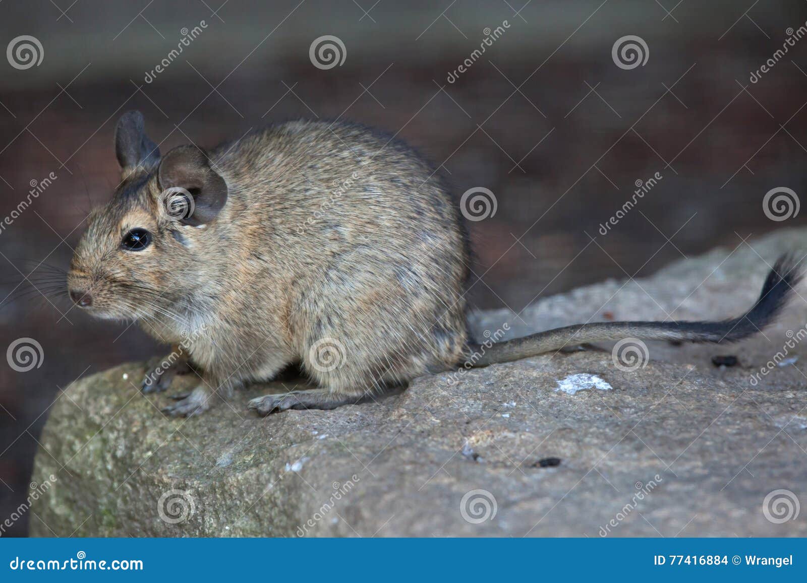 Degu (Octodon degus). stock photo. Image of octodon, nature - 77416884