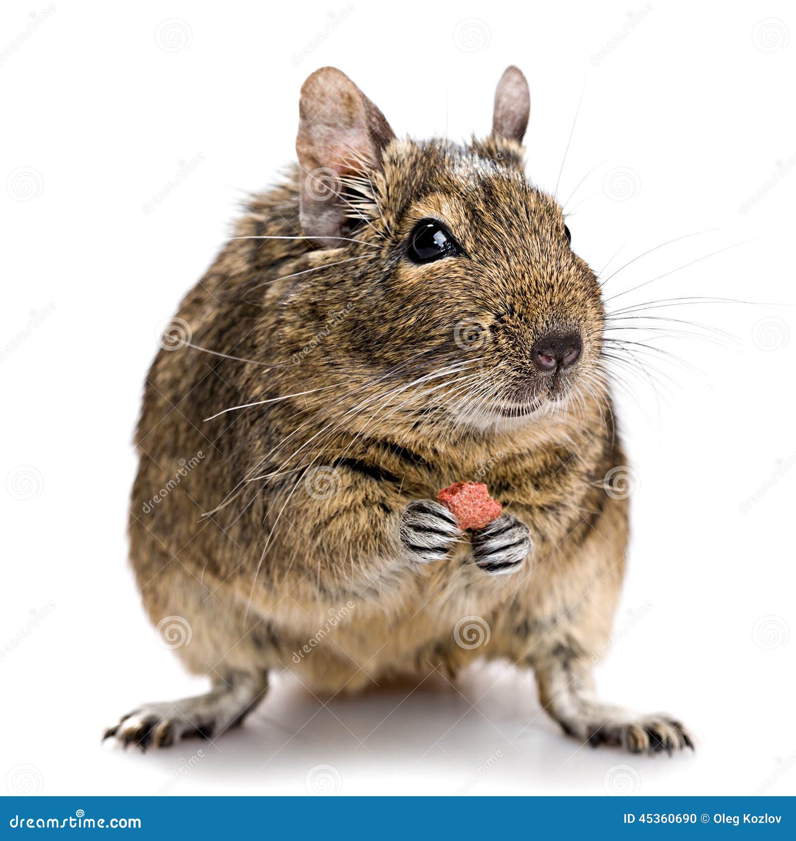 Degu stock photo. Image of portrait, animal, rodents - 45360690