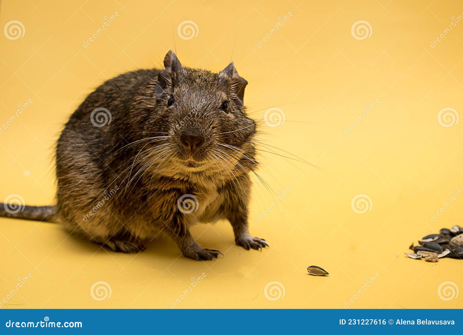 The Degu Squirrel, a Domestic Pet, Sits on Its Hind Legs in a Basket ...
