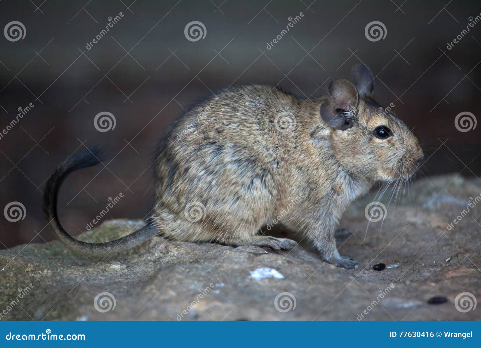 Degu U. X28; Octodon-degus& X29; Stockfoto - Bild von fauna, paprika: 77630416