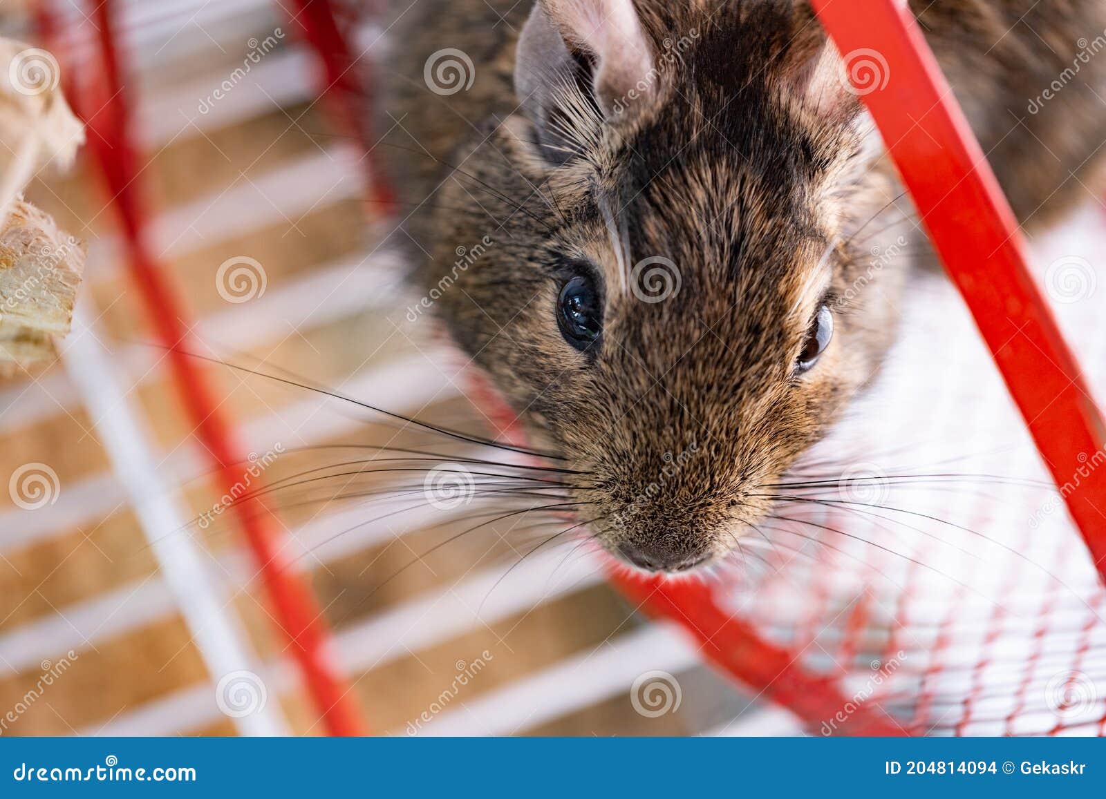 Degu in wheel stock photo. Image of life, nature, chilean - 204814094
