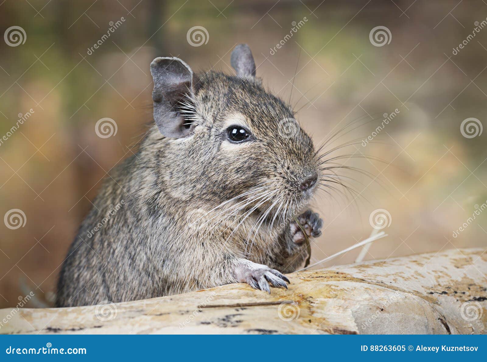 Degu in the woods stock image. Image of domestic, wild - 88263605
