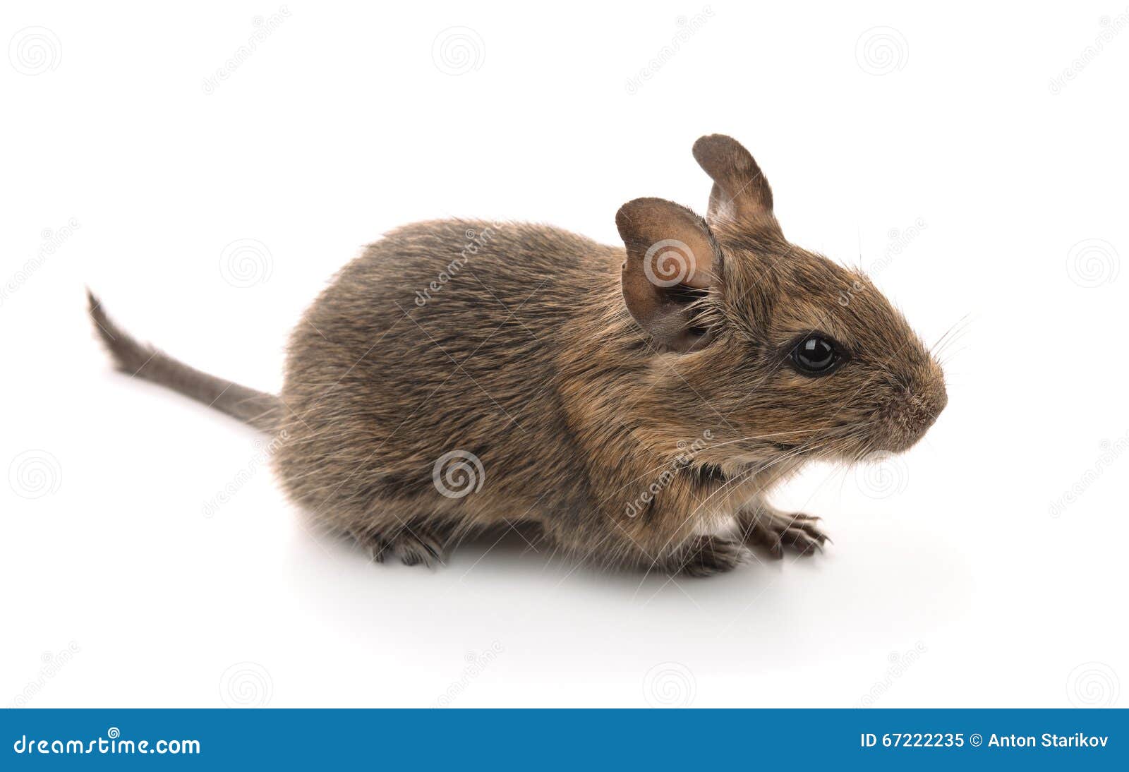 Degu stock image. Image of mouse, pets, head, full, brown - 67222235