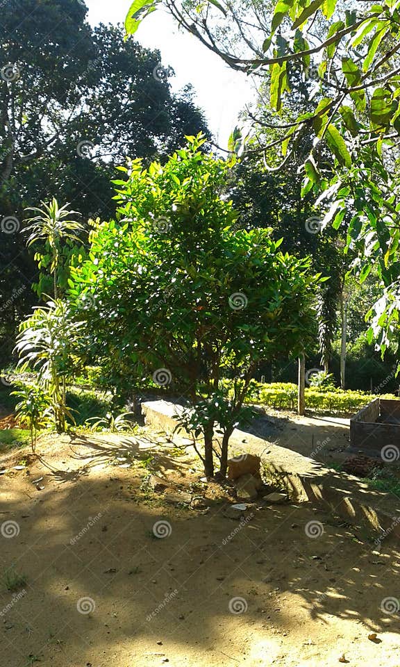 Dehi tree stock photo. Image of tree, dehiplant, land - 82262374