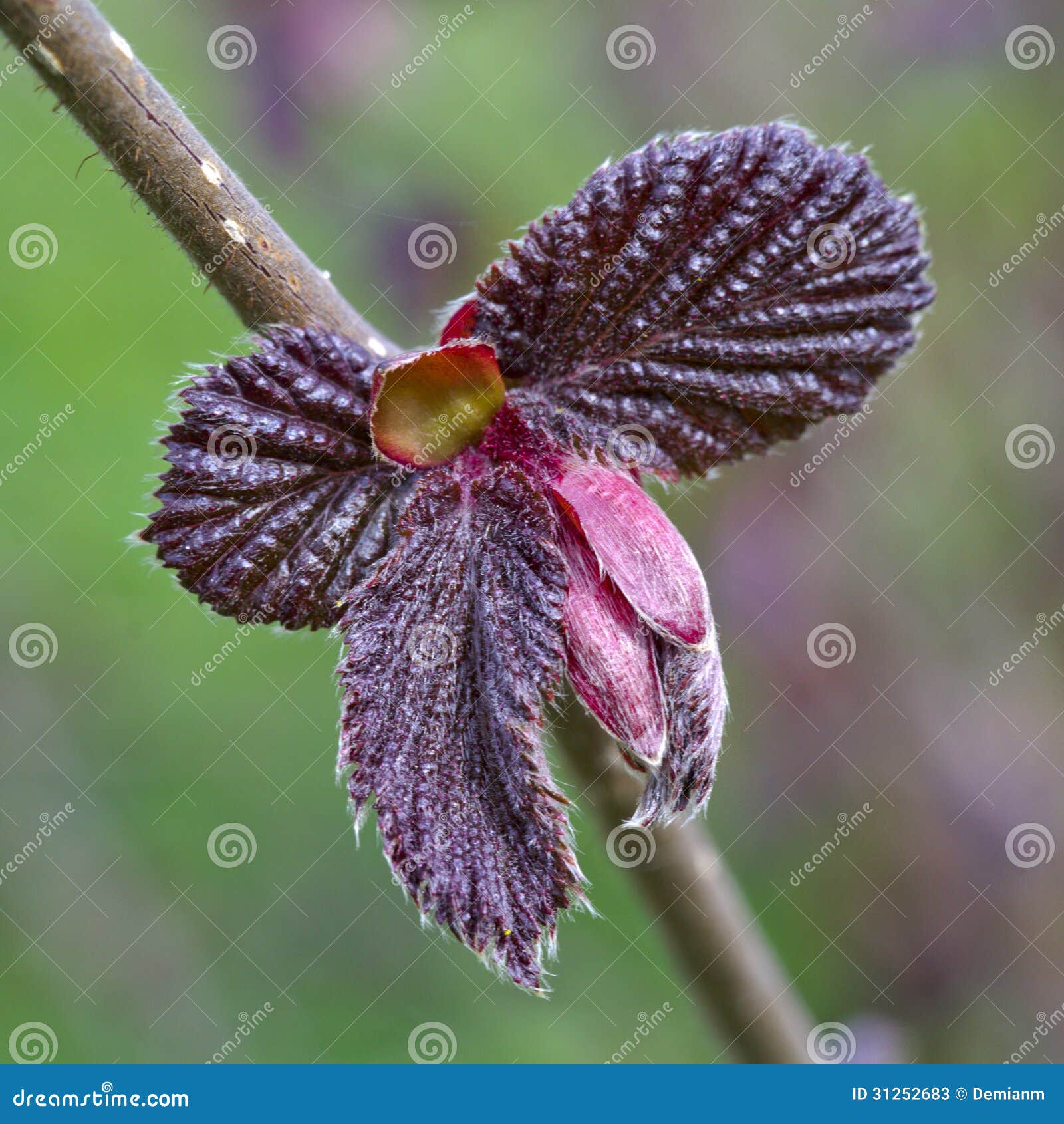 Dehiscing on hazel leaves stock image. Image of sunny - 31252683