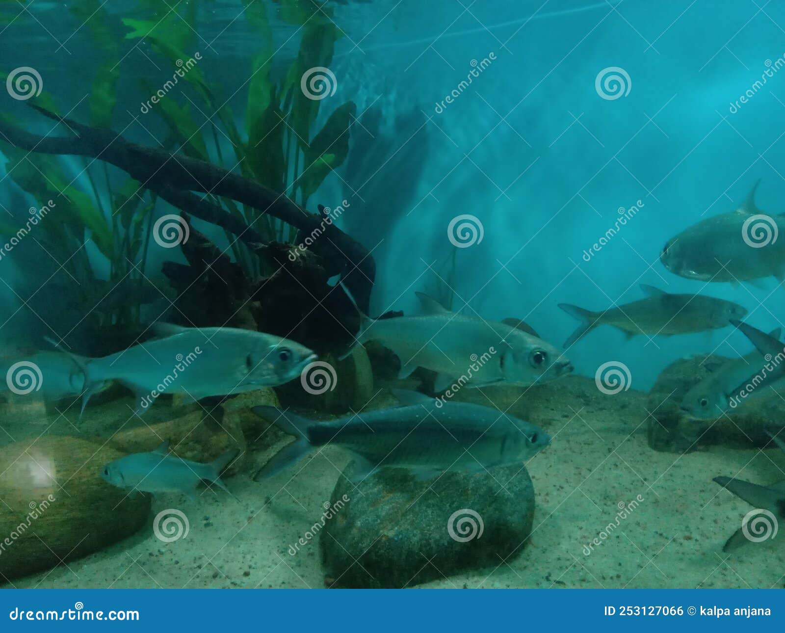 The Aquarium At The Dehiwala Zoo. Colombo, Sri Lanka Royalty-Free Stock ...