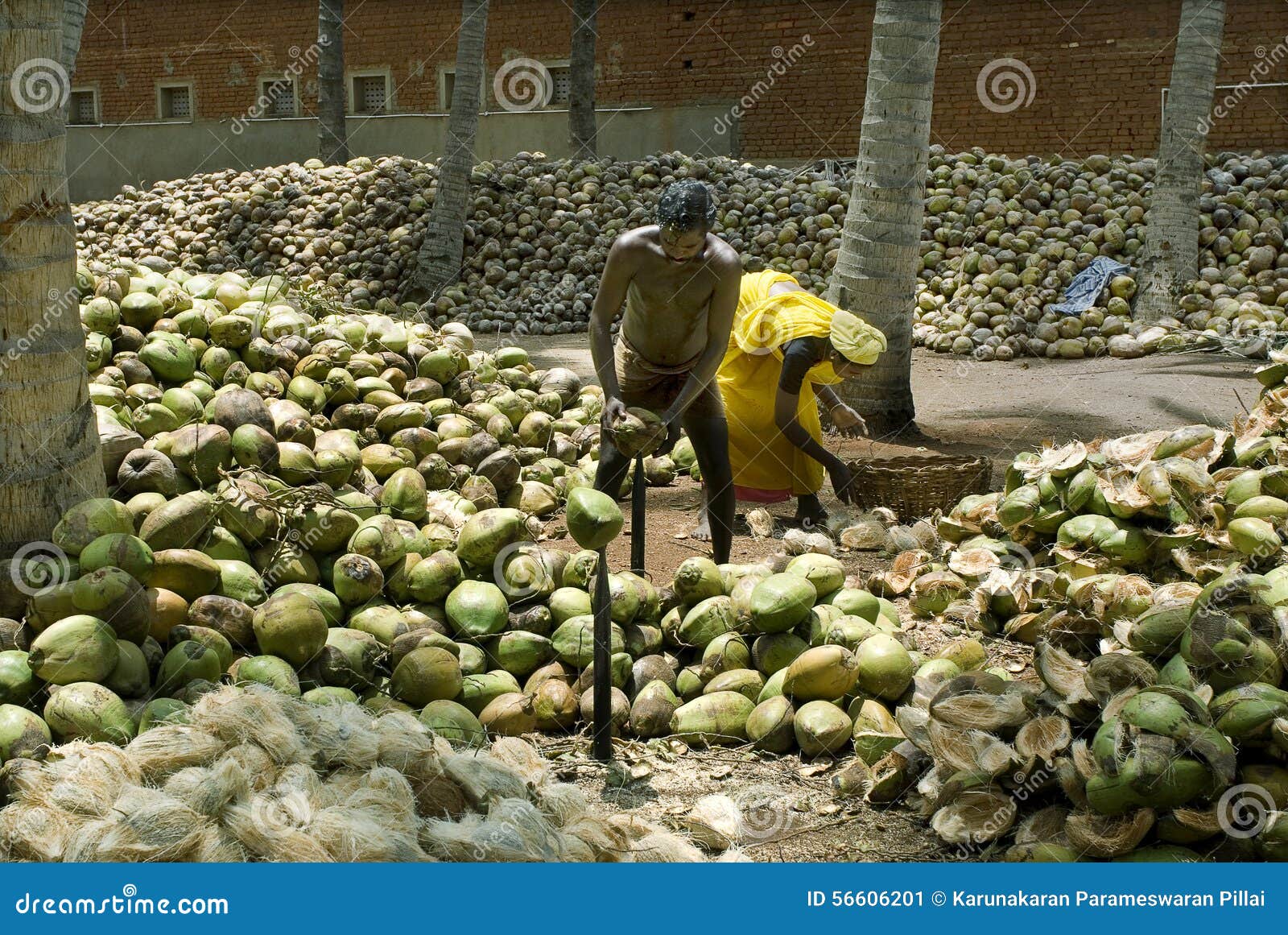 Coconut Dehusking Equipment Royalty-Free Stock Photography ...