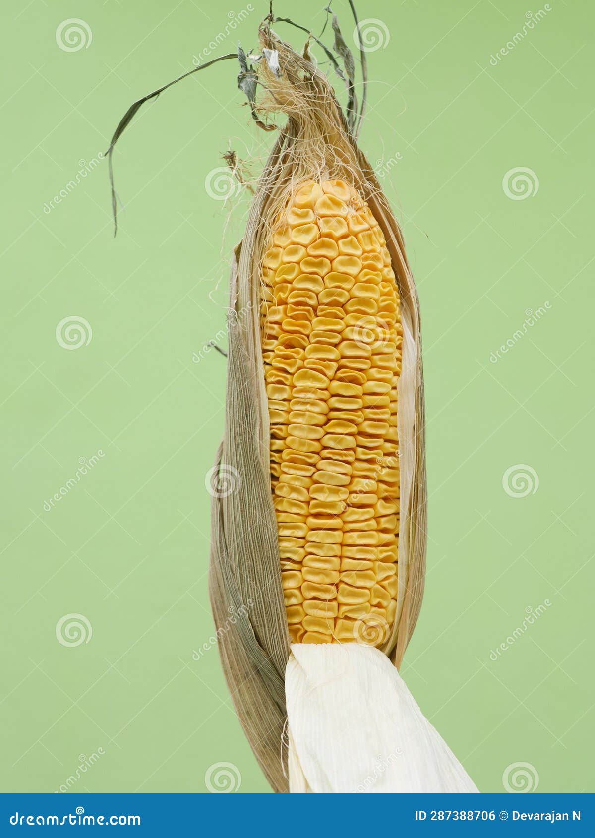 Dehydrated Corn Close Up View Stock Photo - Image of ingredient, hand ...