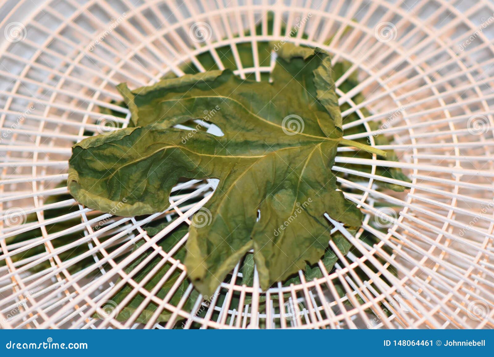 Dehydrated Fig Leaves stock image. Image of docked, chem - 148064461