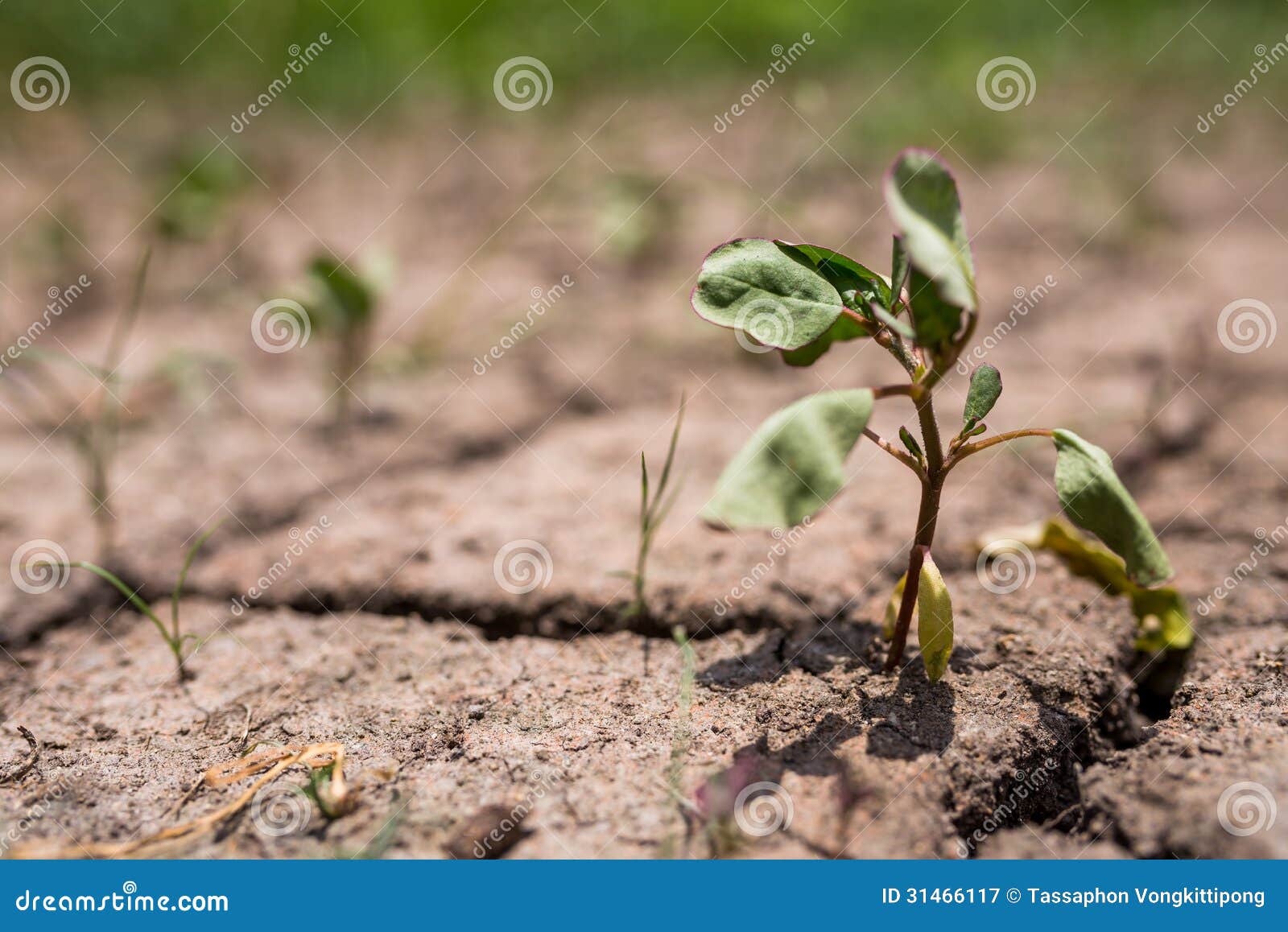 Dehydrated Small Tree with Dry Soil Stock Image - Image of desert ...