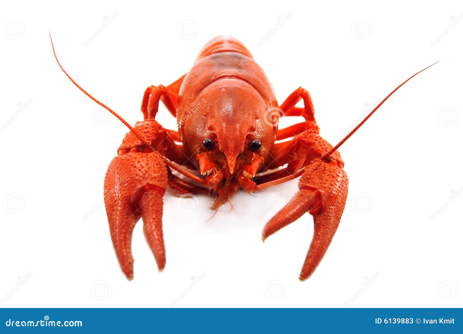 Dei crostacei immagine stock. Immagine di buongustaio - 6139883