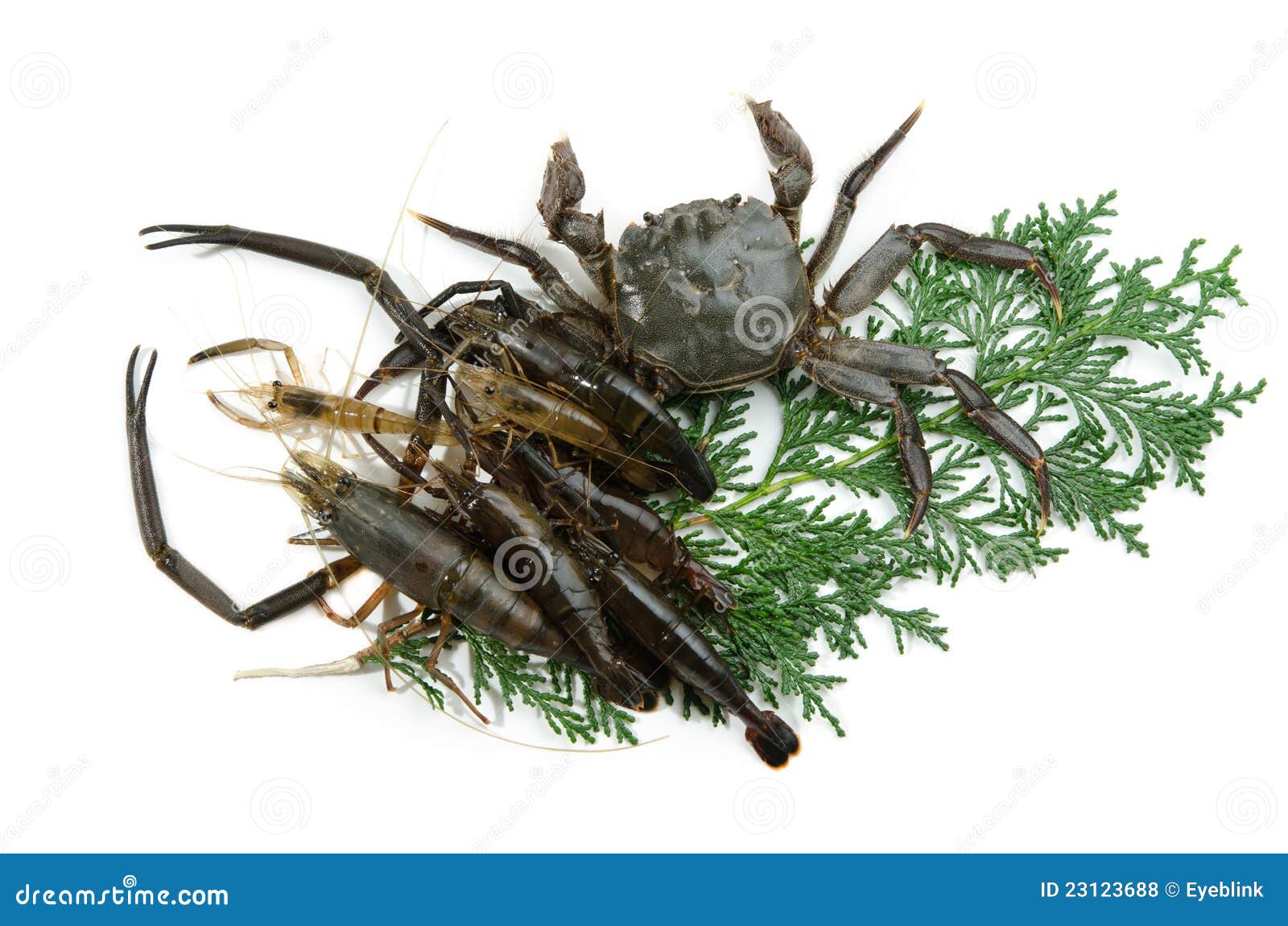 Dei crostacei fresco fotografia stock. Immagine di fresco - 23123688