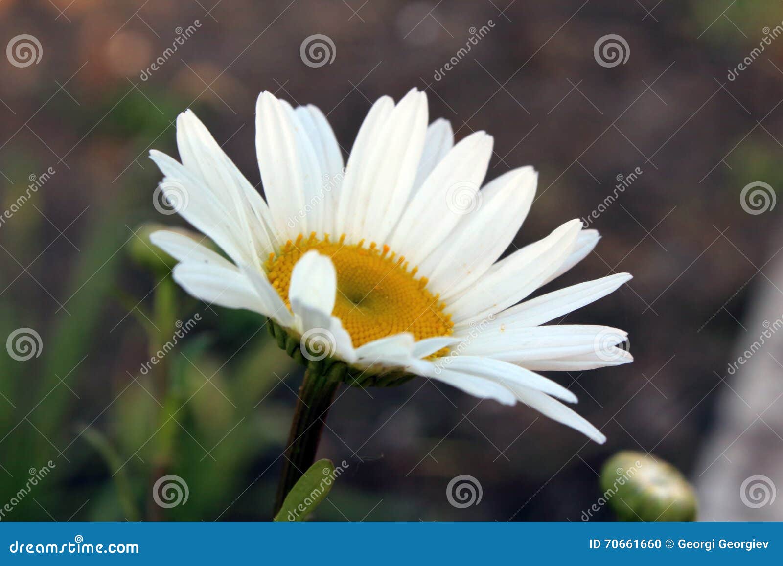 Deisy stock photo. Image of plant, daysy, macro, beauty - 70661660