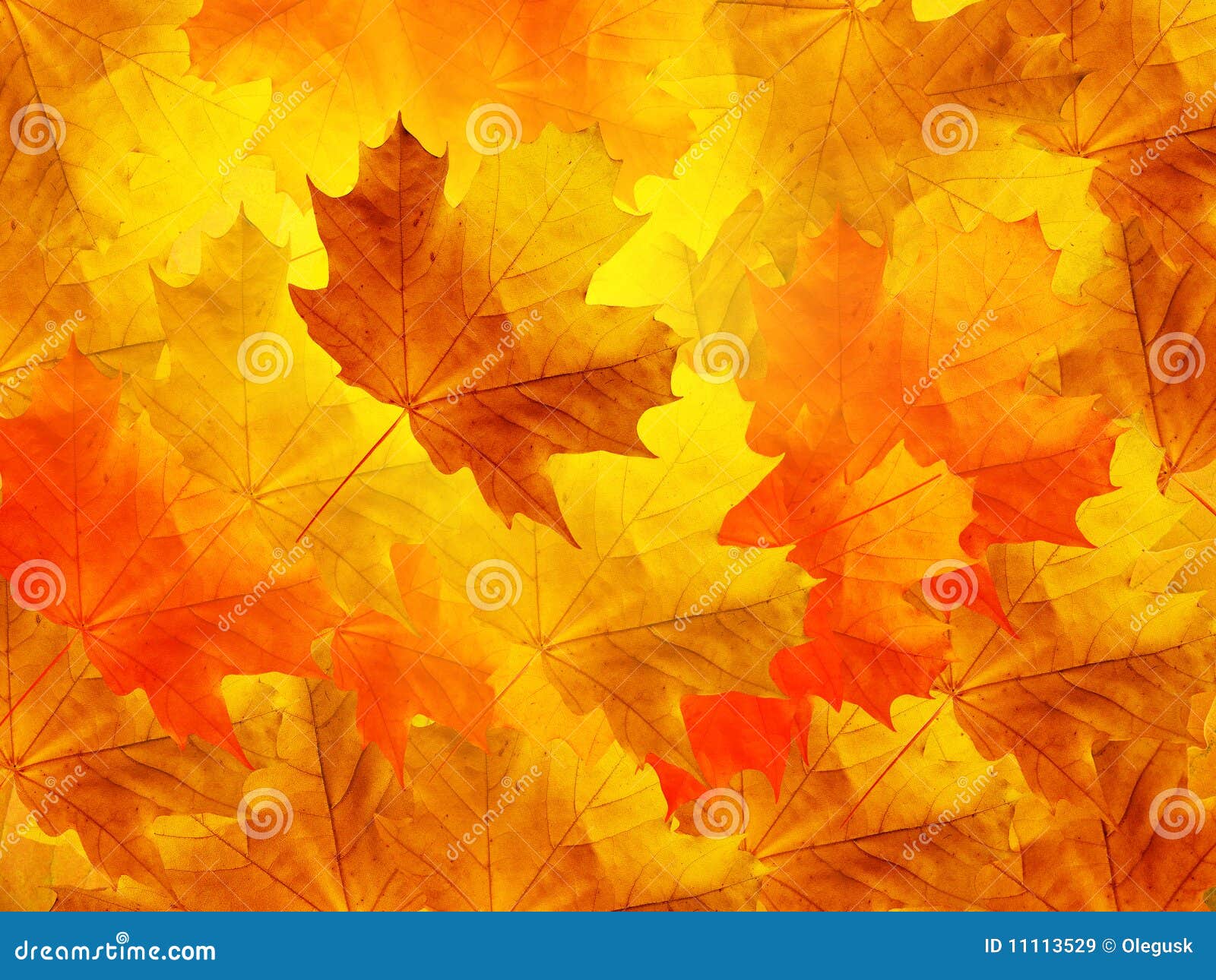 Deja el arce imagen de archivo. Imagen de parque, travieso - 11113529