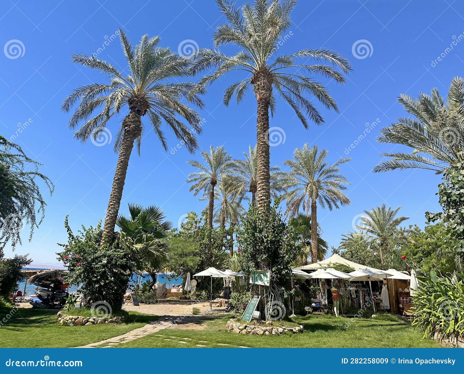 Dekel beach in Eilat stock image. Image of eilat, tree - 282258009