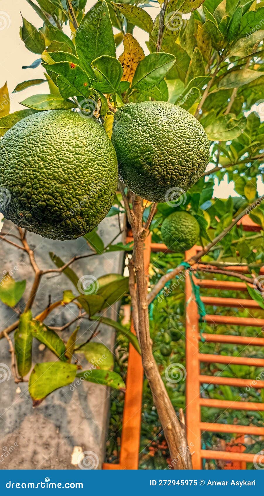 Dekopon Orange Stay on Plant Stock Image - Image of branch, fruit ...