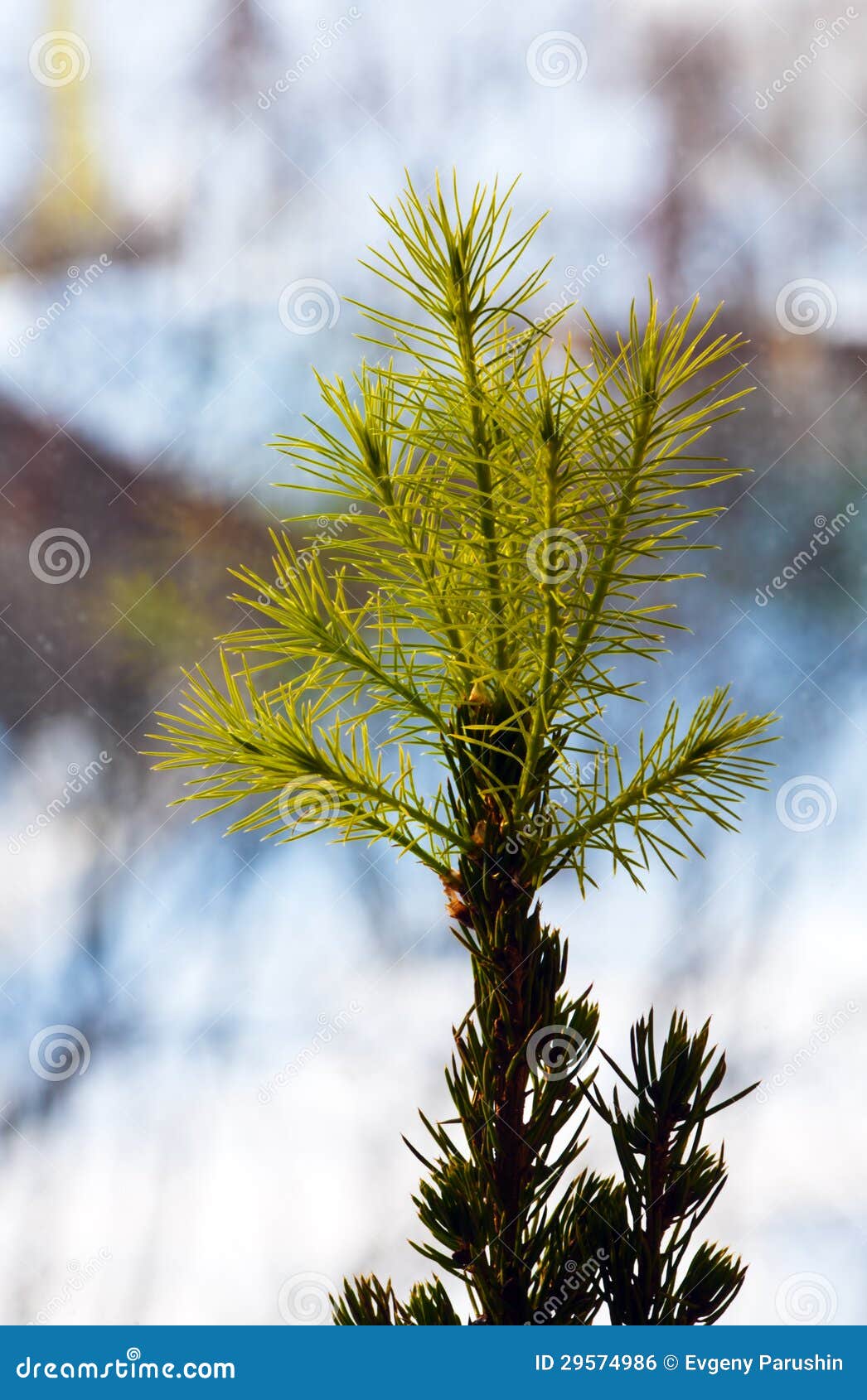 Dekorativ gran-tree arkivfoto. Bild av grön, framdel - 29574986