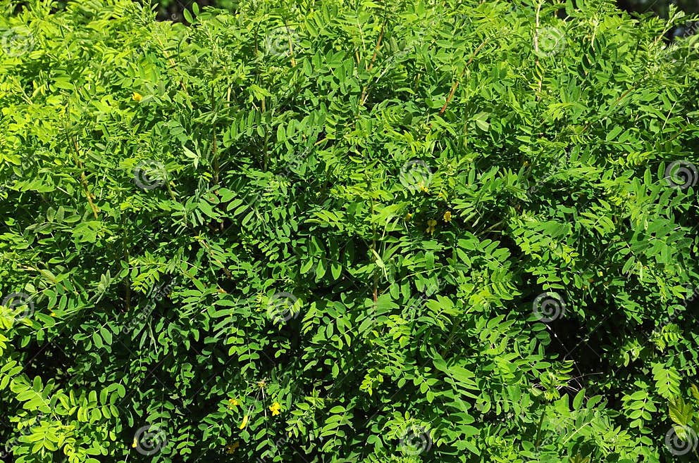 Dekorativa buskar fotografering för bildbyråer. Bild av grön - 49271701