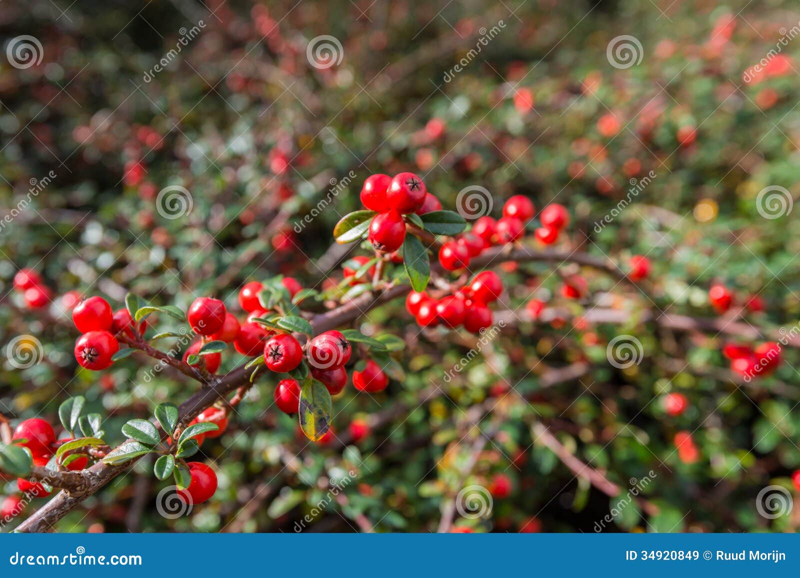 Dekorative Rote Firethorn-Beeren Stockbild - Bild von farbe, dekoration ...
