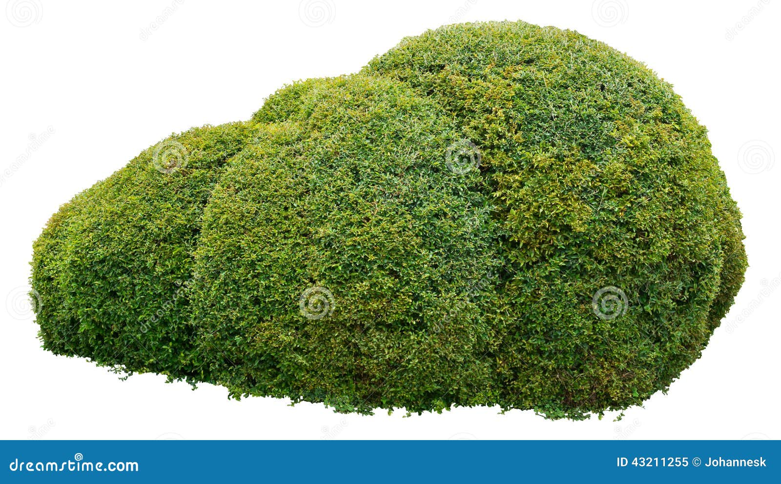 Dekorativer Busch stockbild. Bild von strauch, betrieb - 43211255