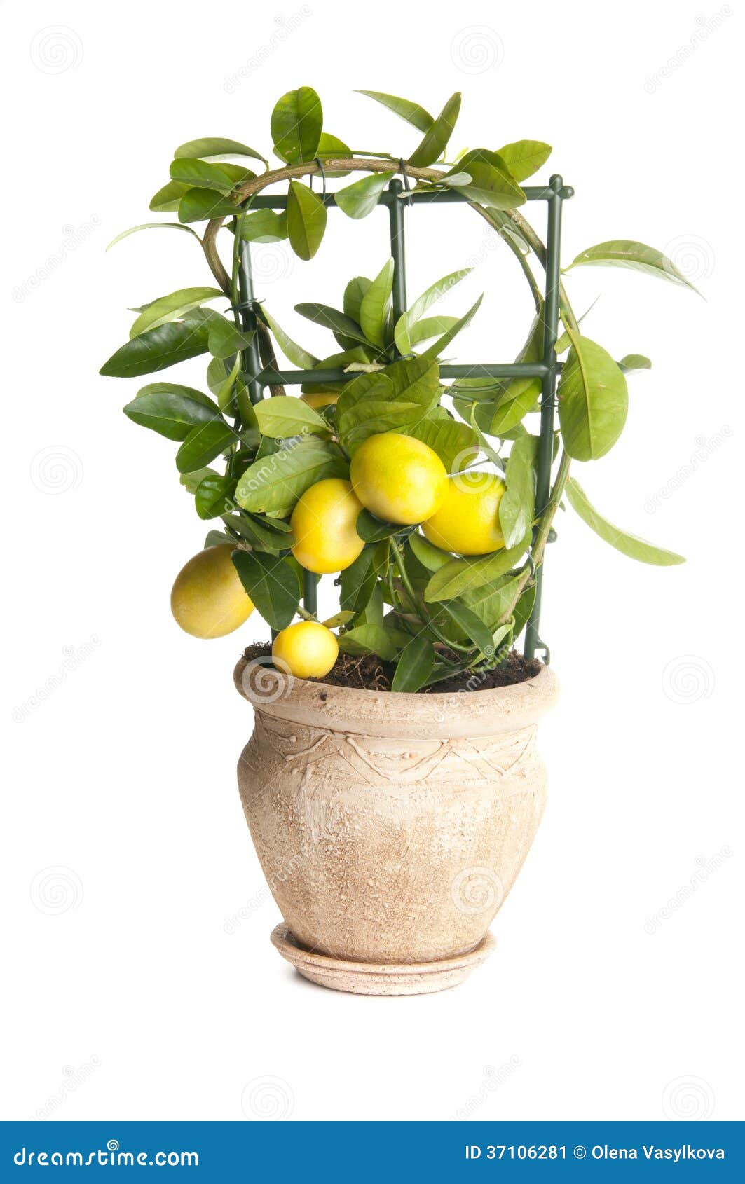 Dekorativer Zitronenbaum stockbild. Bild von kultiviert - 37106281