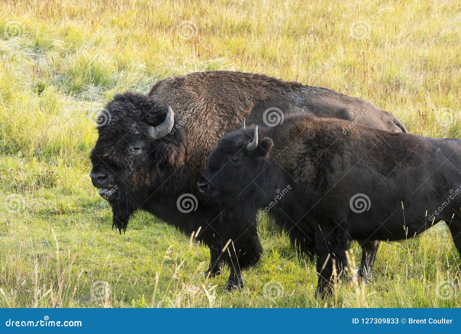 ` Del Bisonte Americano Del ` Del Bisonte in Yellowstone Immagine Stock ...