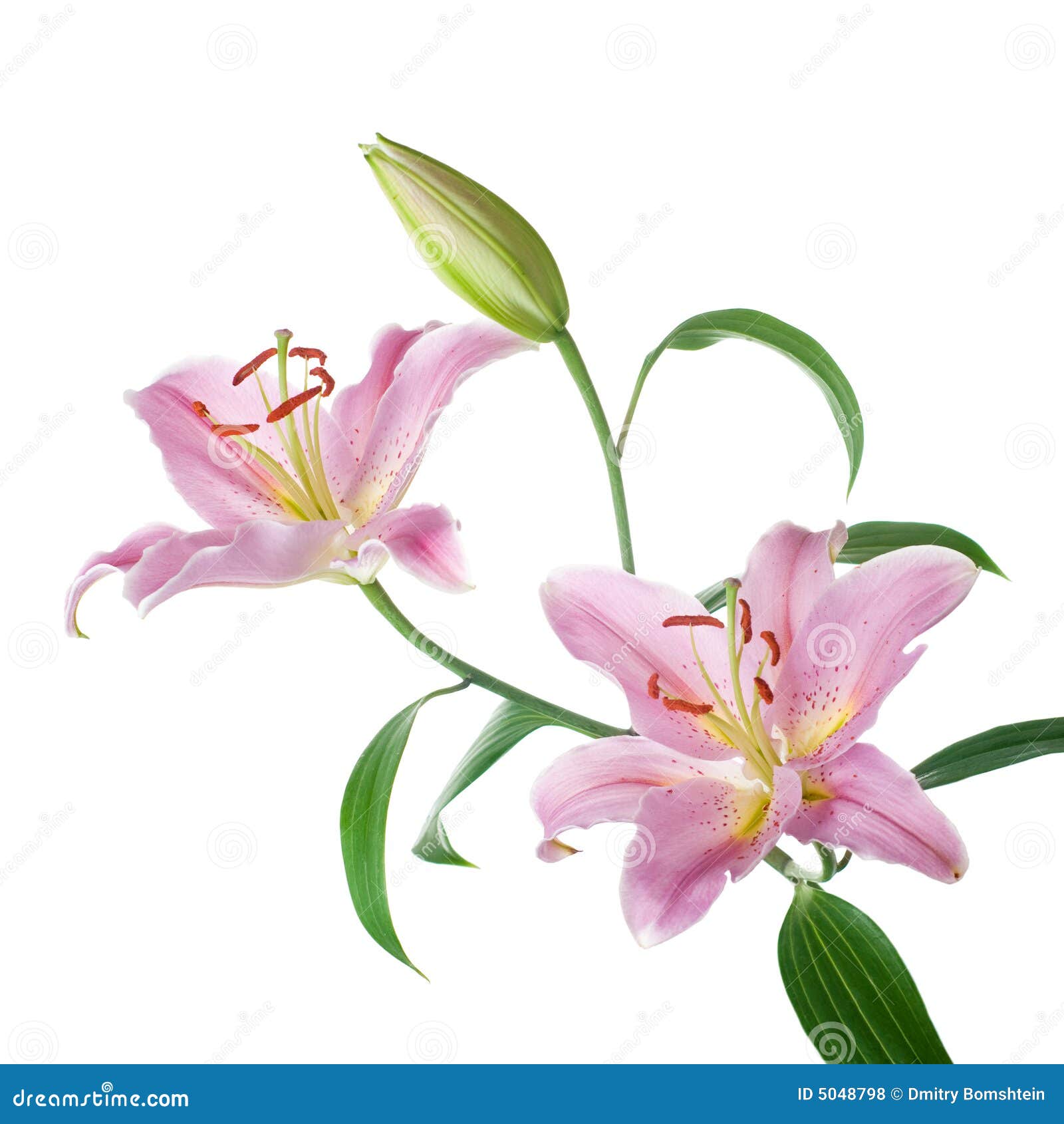 Del Color De Rosa Flores Lilly Foto de archivo - Imagen de suavidad ...