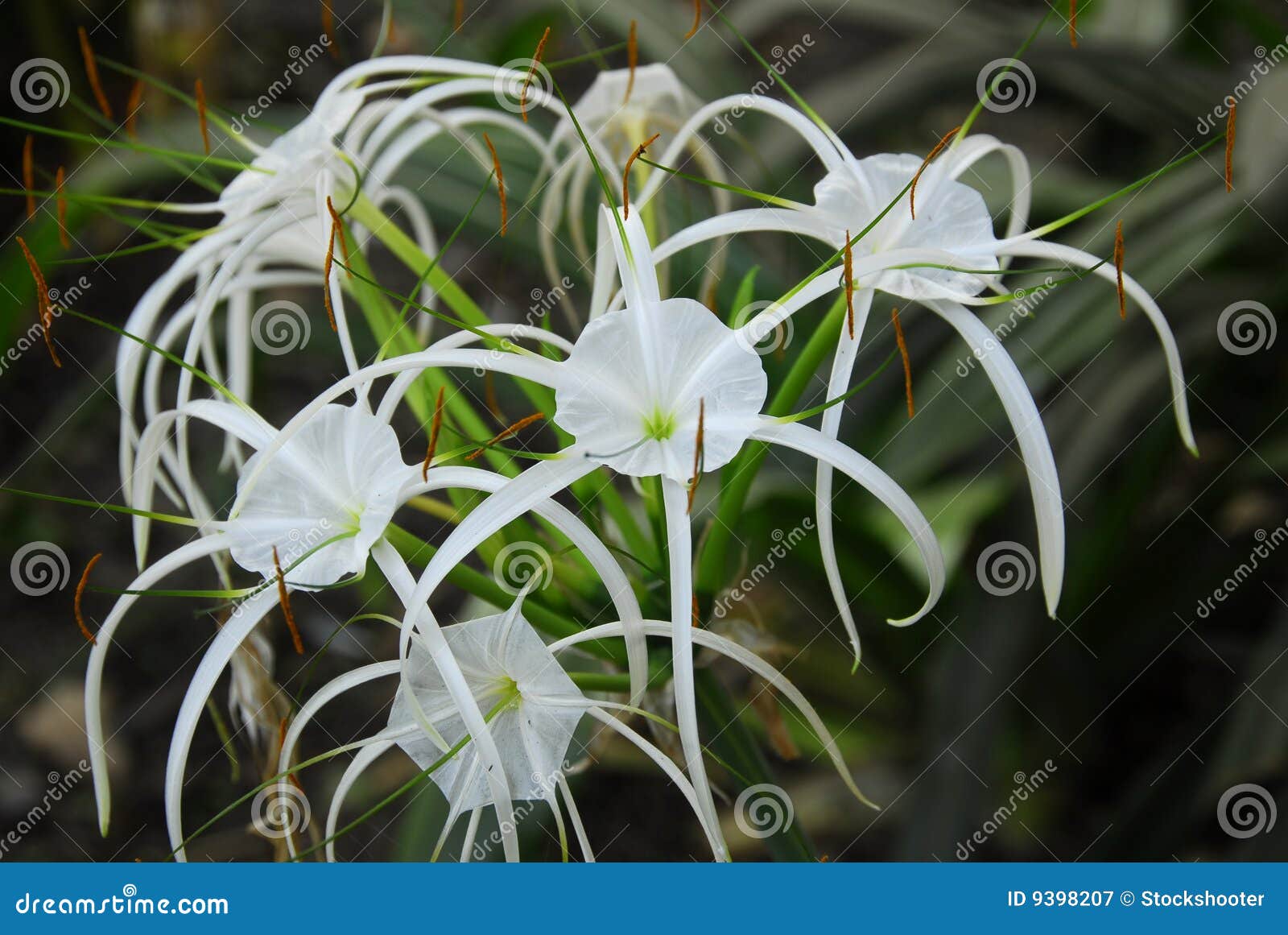 Del Crinum Flor Blanca Spiderlily Imagen de archivo - Imagen de ...