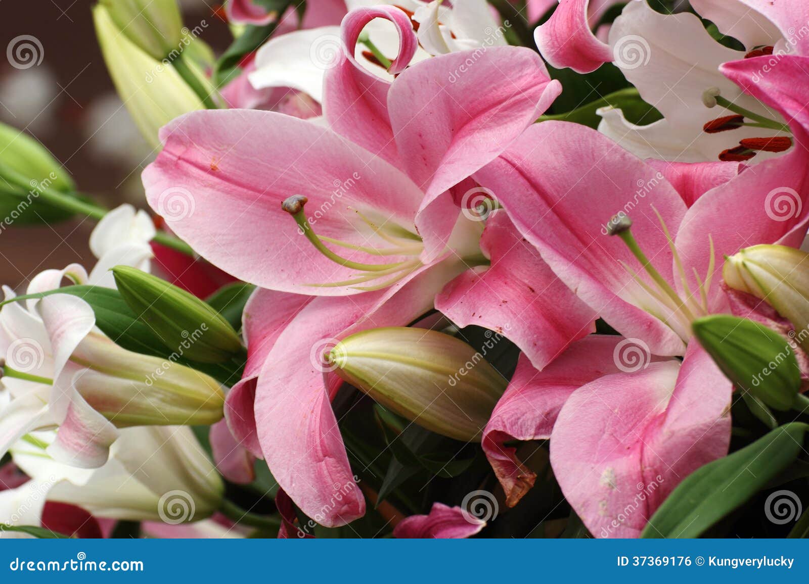 Del rosa flor lilly foto de archivo. Imagen de amor, cierre - 37369176