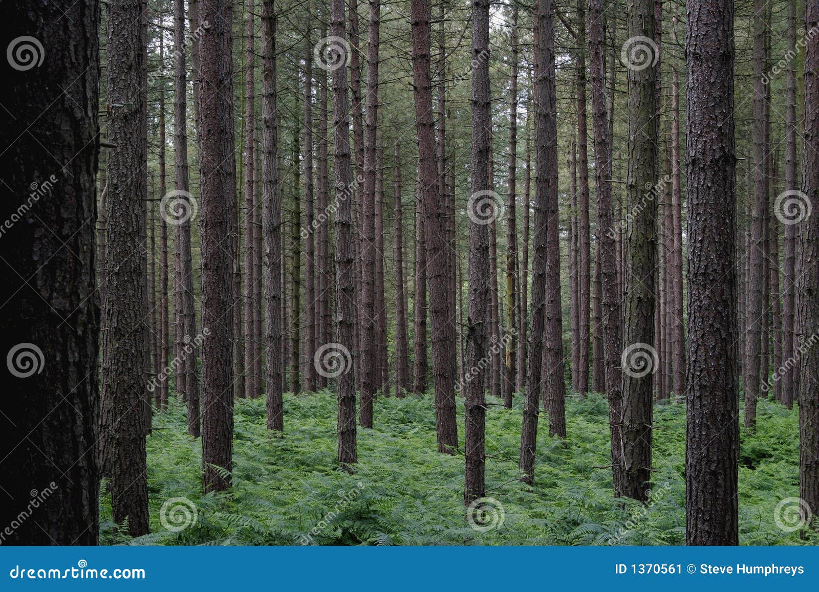Delamere Forest stock image. Image of ferns, england, dense - 1370561