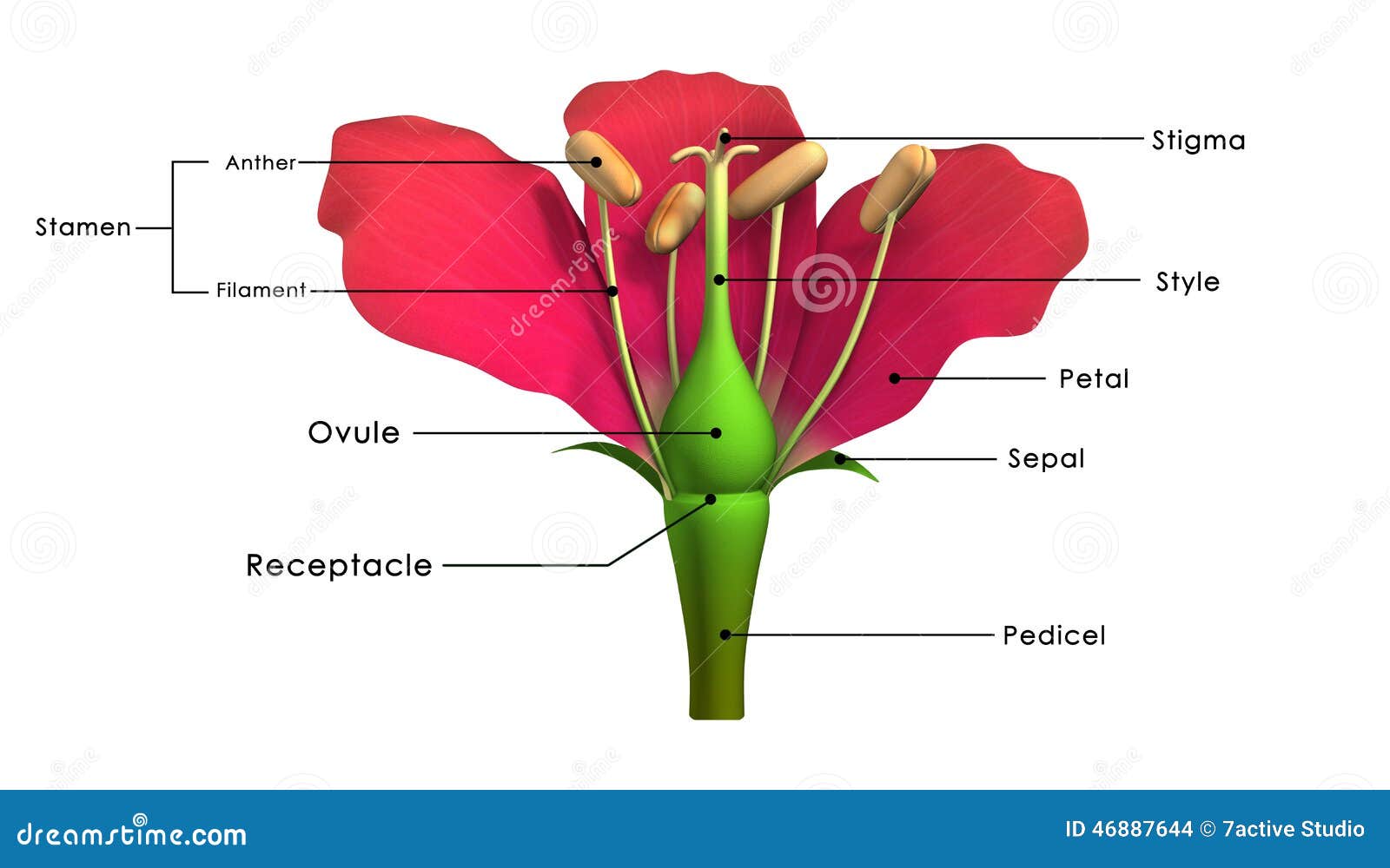 Delar av en blomma stock illustrationer. Illustration av material ...