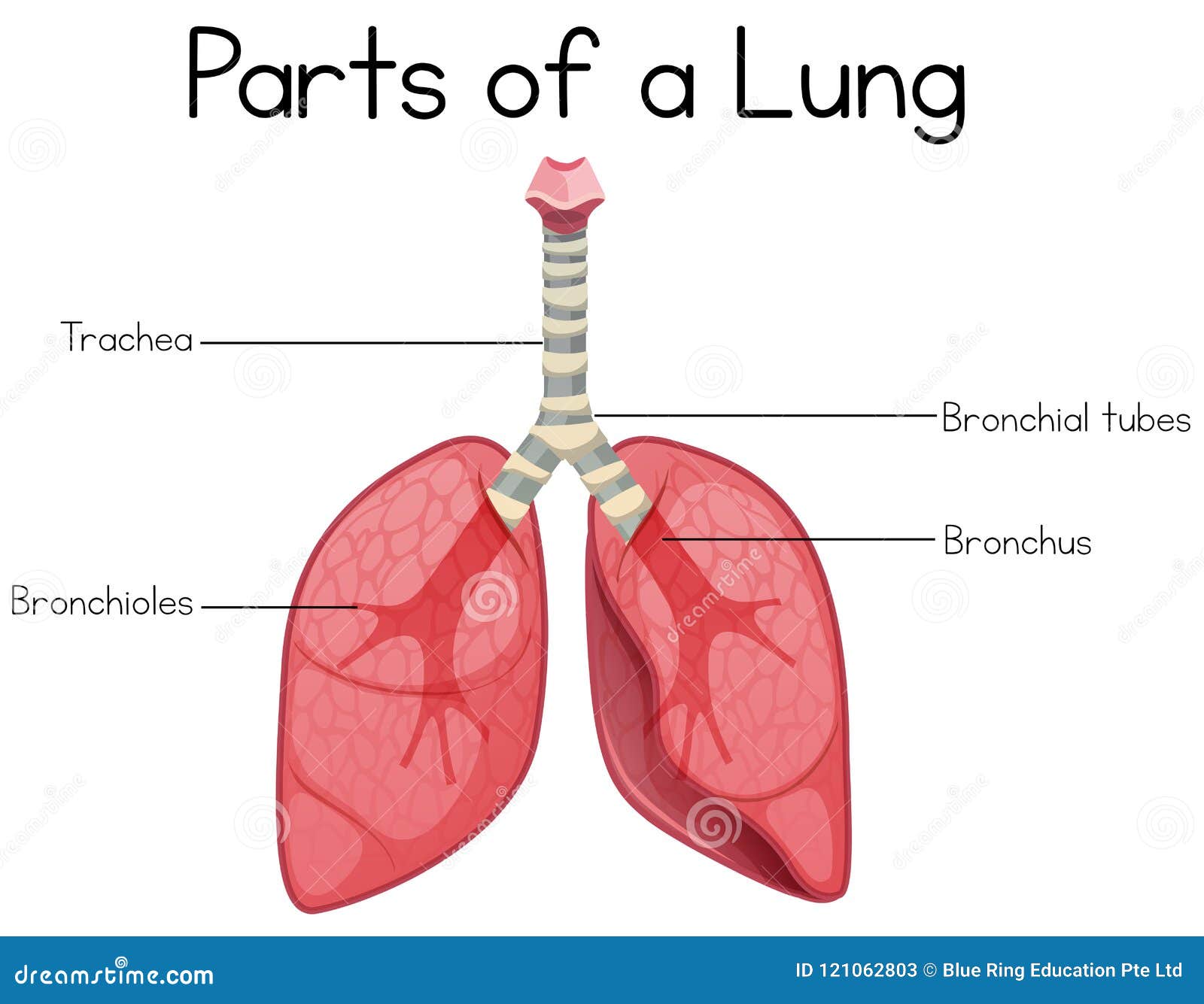 Delar Av En Lunga På Vit Bakgrund Vektor Illustrationer - Illustration ...
