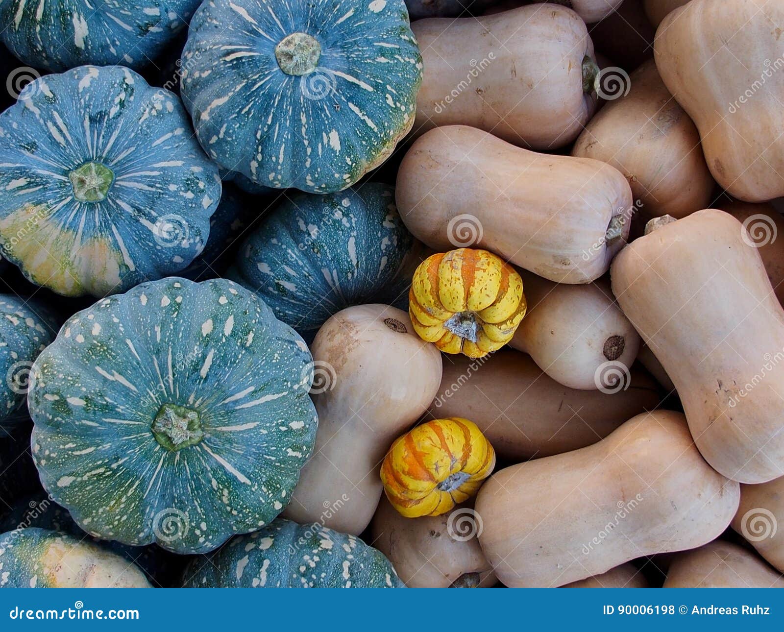 Delectable Freshly Harvested Harmonious Squash Varieties in a Bountiful ...