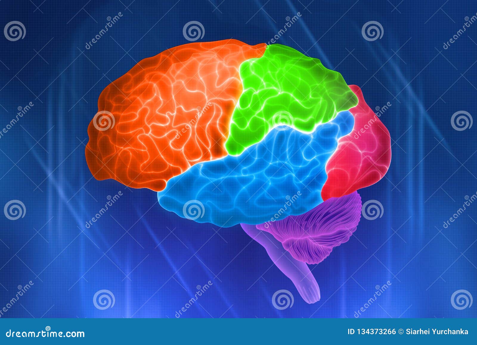 Delen Van De Menselijke Hersenen Stock Illustratie - Illustration of ...