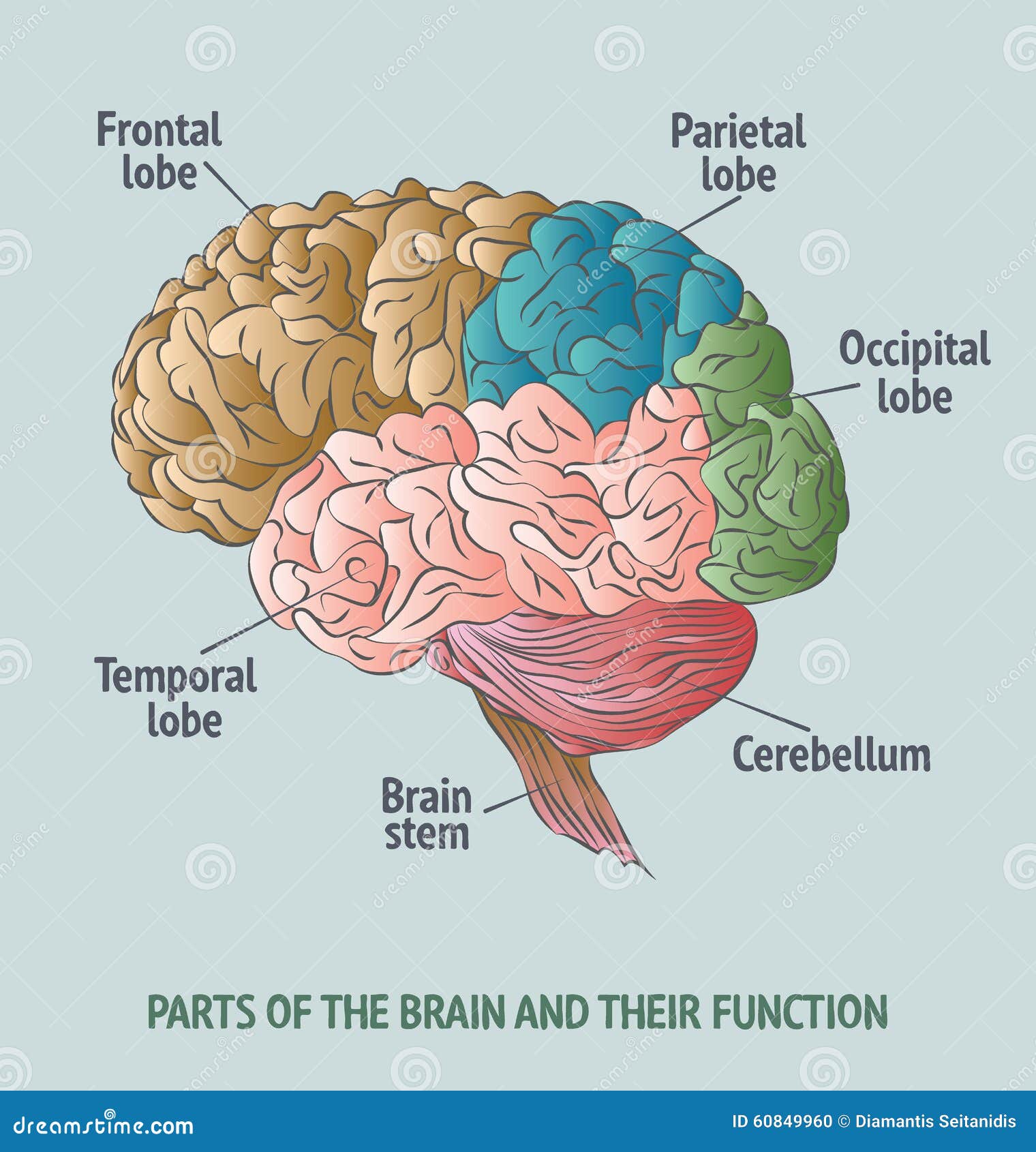 Delen Van De Menselijke Hersenen Vector Illustratie - Illustration of ...