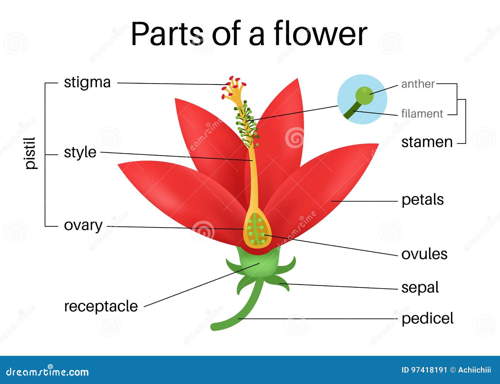 Delen van een bloem vector illustratie. Illustration of verschillend ...